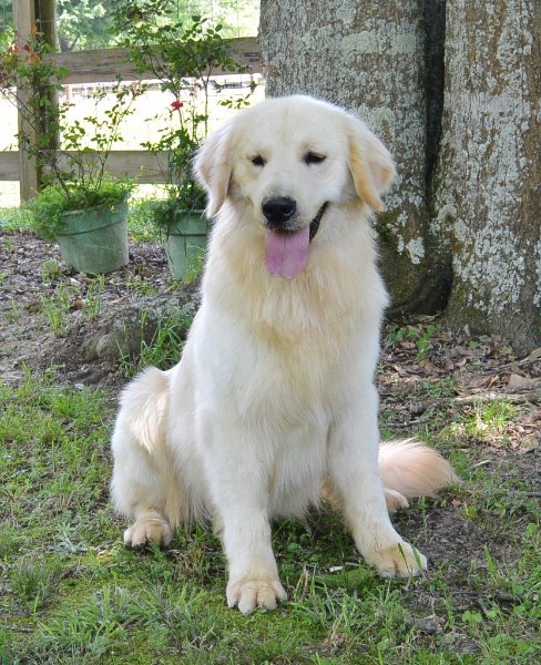 AKC Golden Retriever Breeder & Puppy For Sale Covington Louisiana ...