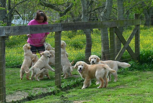 Covington LA Dog Kennels & Boarding Services | Hunnington Farms