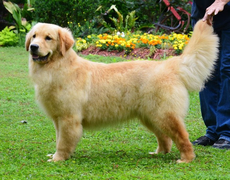 AKC Golden Retriever Breeder & Puppy For Sale Covington Louisiana ...